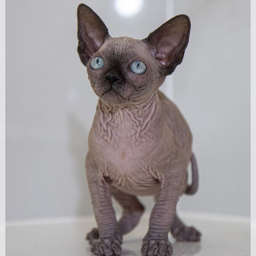 Канадский сфинкс котёнок