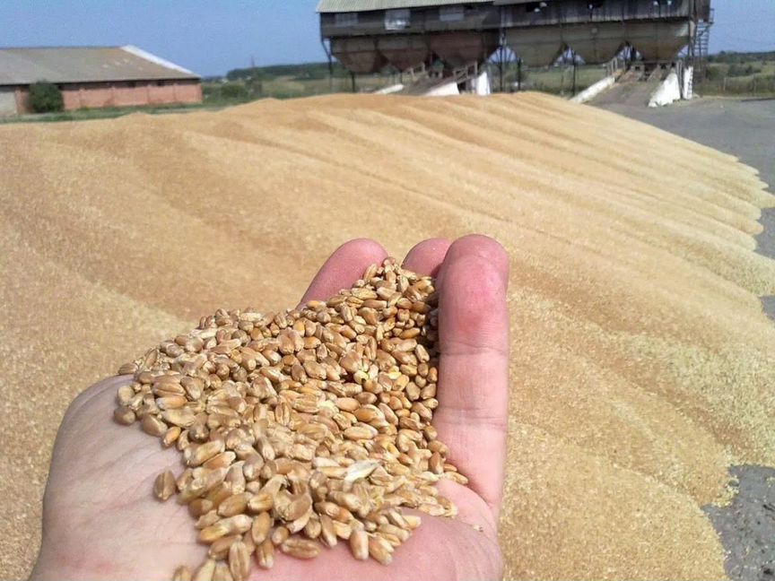 Семечко, Ячмень яровой на корм