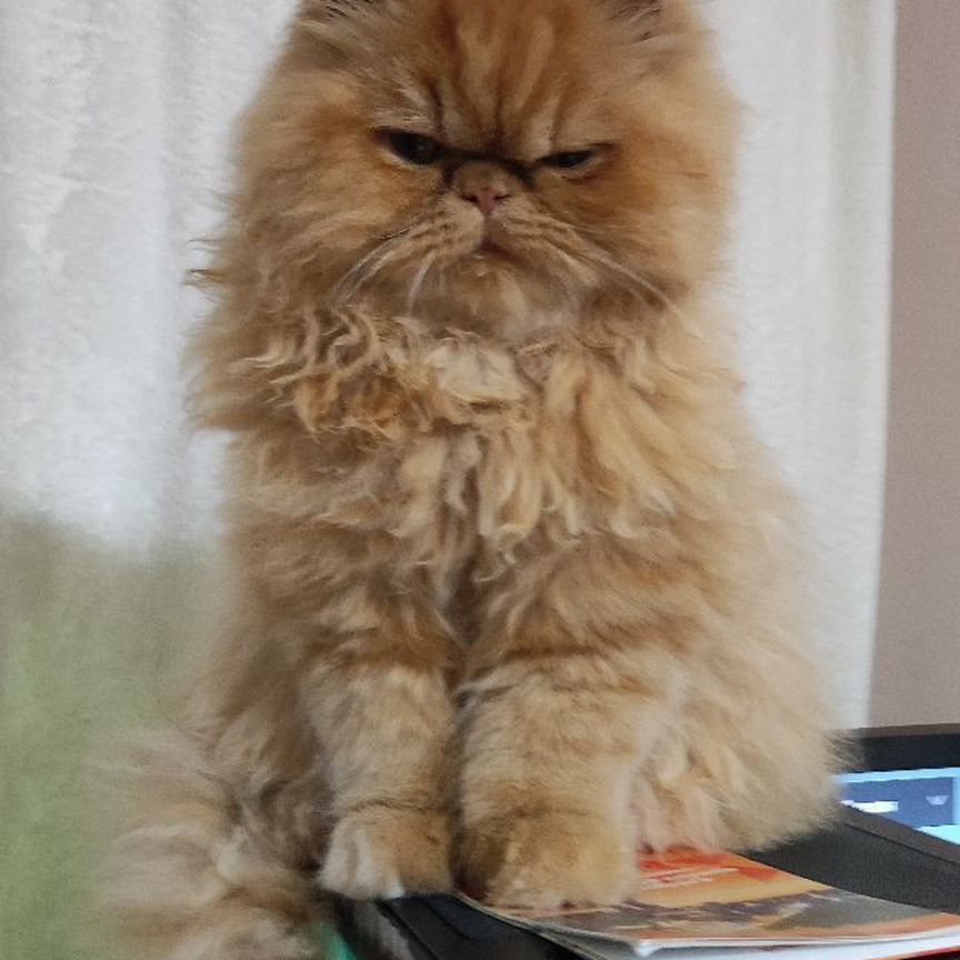 Котёнок