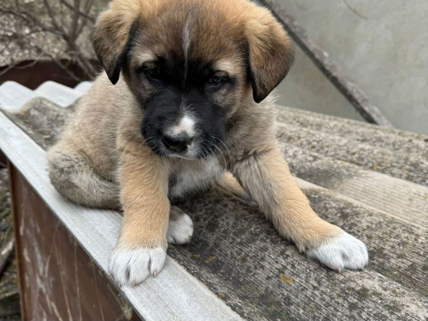 Алабай не чистокровный. Кобели