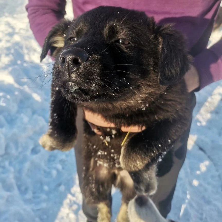 Щенок в добрые руки