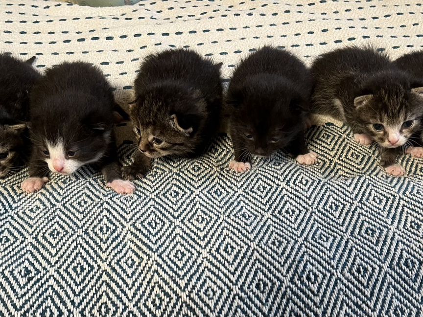 Котята в добрые руки даром