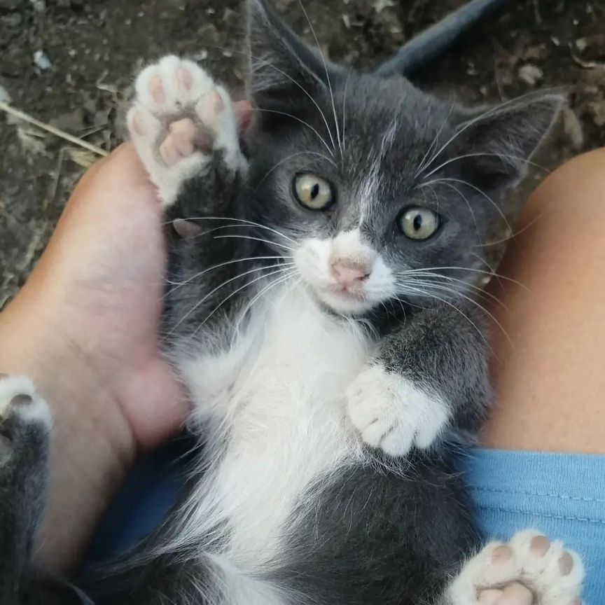 Кошка