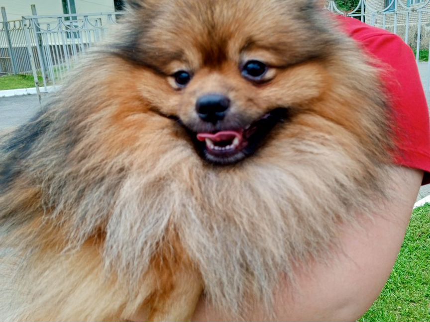 Потерялся шпиц