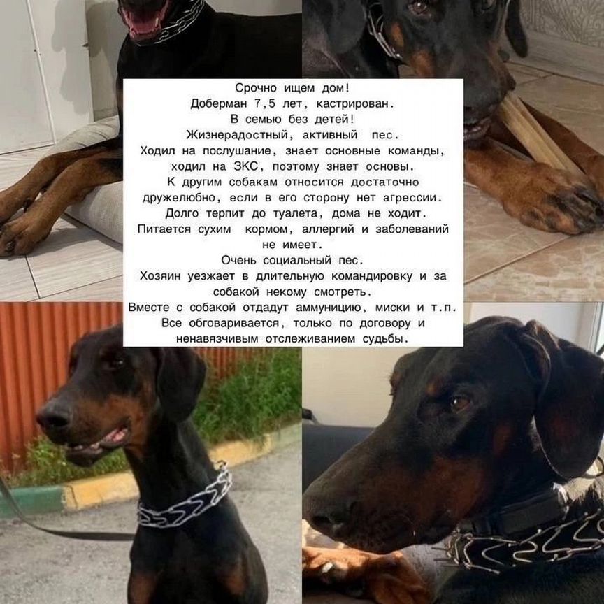 Доберман 7.5 лет. Некому с ним остаться