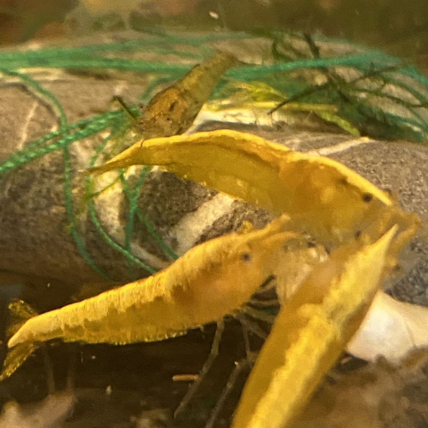 Креветки жёлтый неон Neocaridina