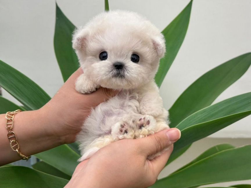 Бишон Фризе Мальтипу девочка из Кореи уже в Москве