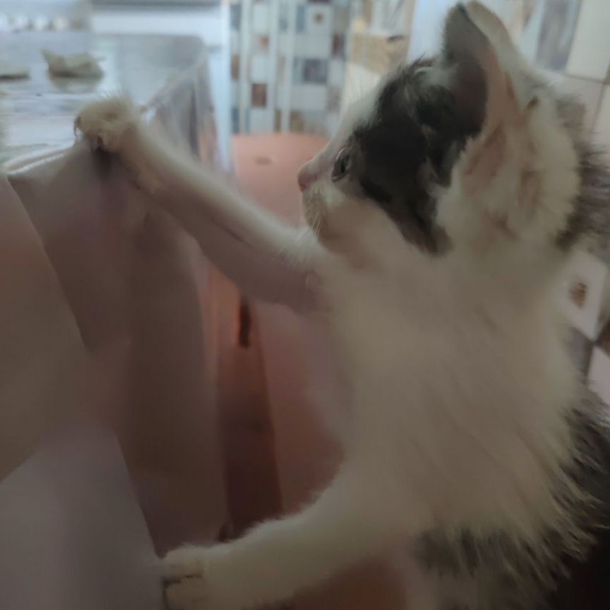 Котята в добрые руки бесплатно девочка