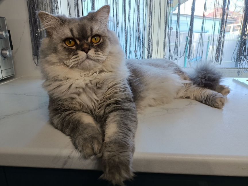 Шотландский кот вязка