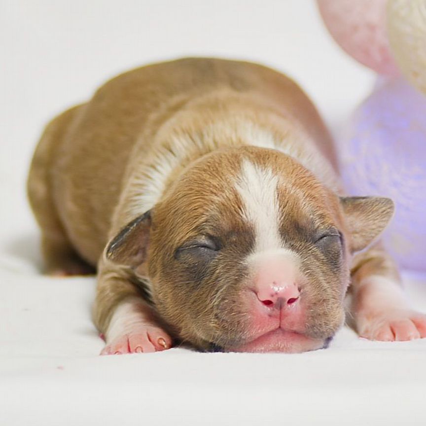 Американский стаффордширский терьер, щенок