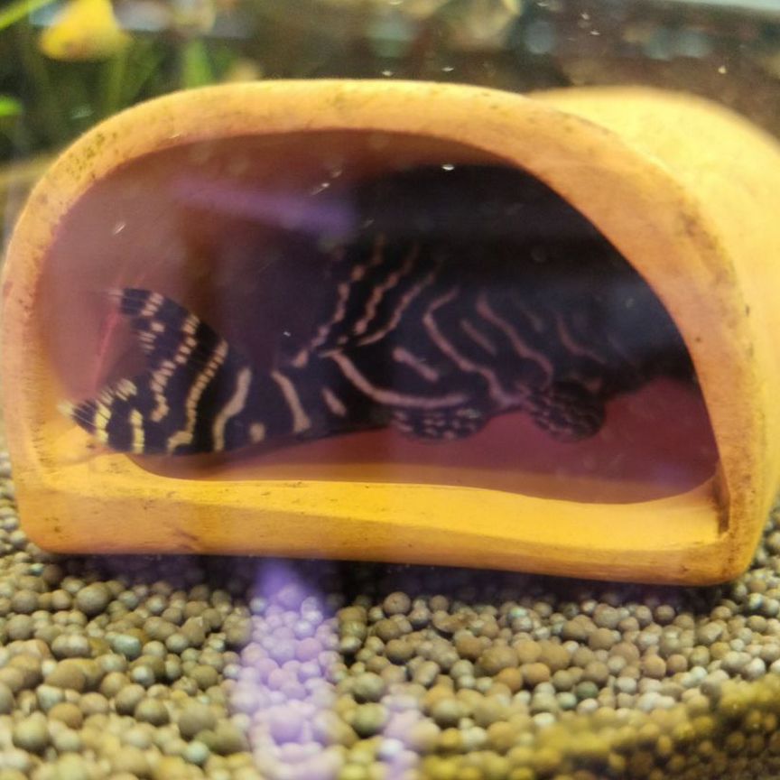 Номерные сомы