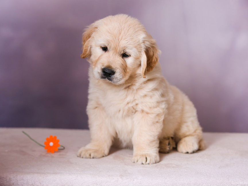 Щенки золотистого ретривера