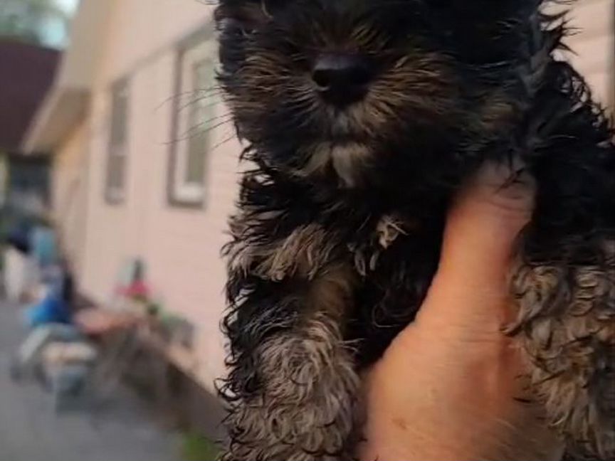 Чёрно-подпалый йорк