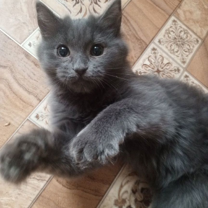 Котёнок