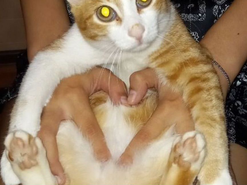 Необычный котенок