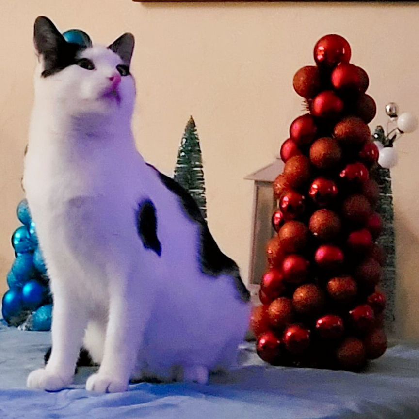 Котик в добрые руки