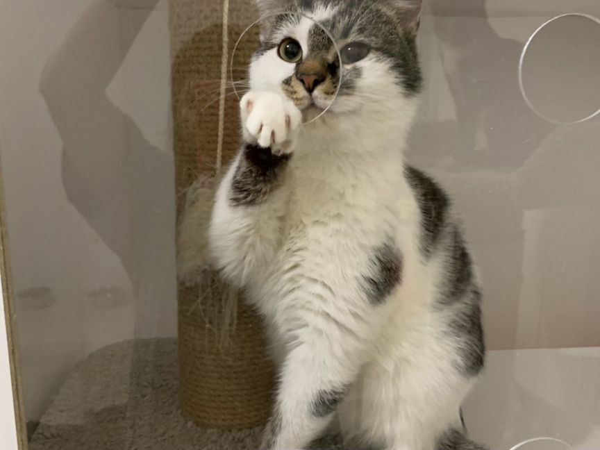 Котик Сева в добрые руки