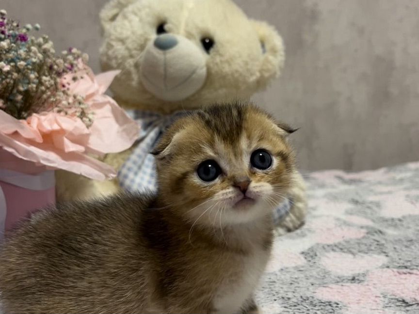 Шотландские котята