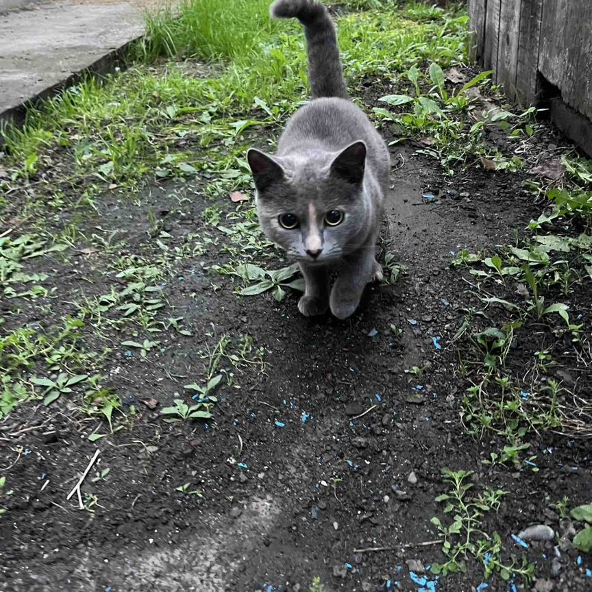 Кошечка