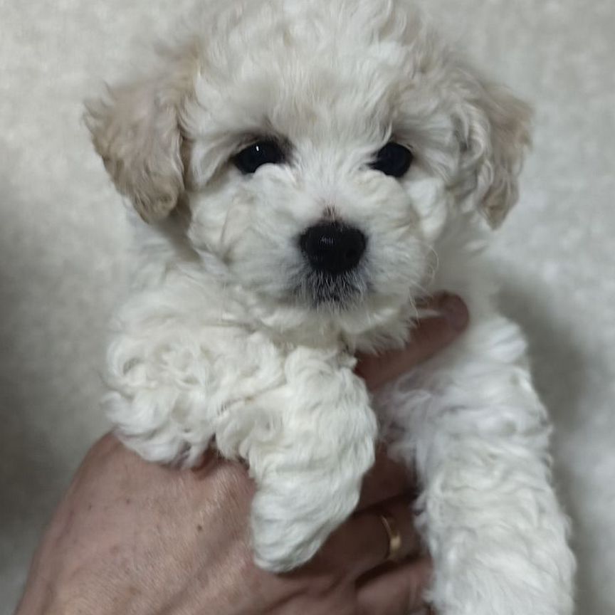 Бишон фризе, щенок