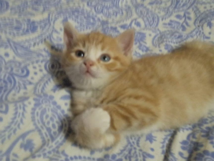 Кошка