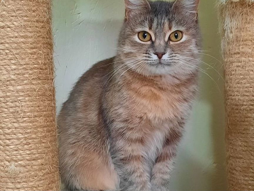 Кошечка в добрые руки