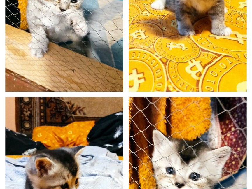 Шотландские вислоухие котята шиншилла