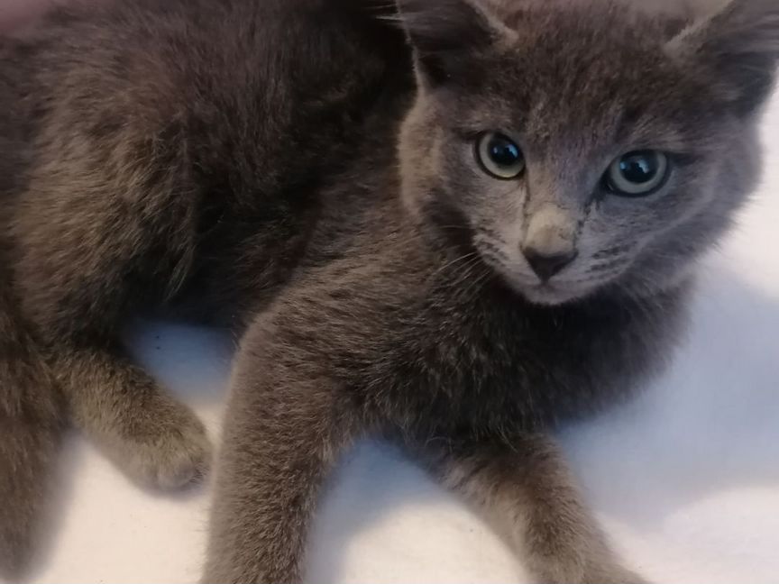 Отдам котят в добрые руки