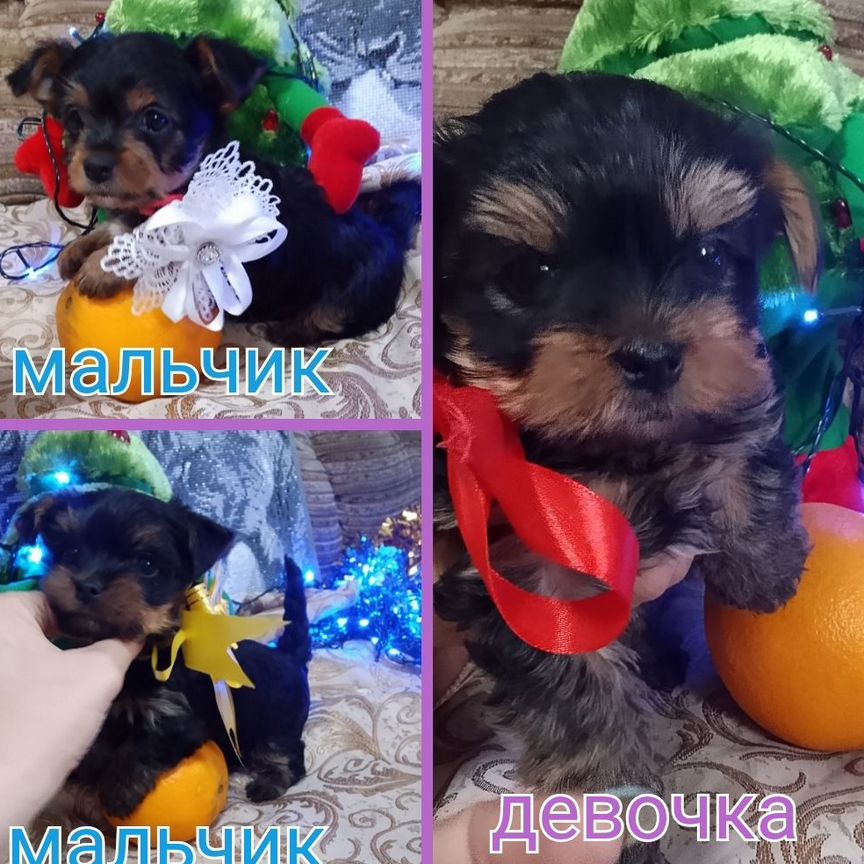 Йоркширский терьер, щенок