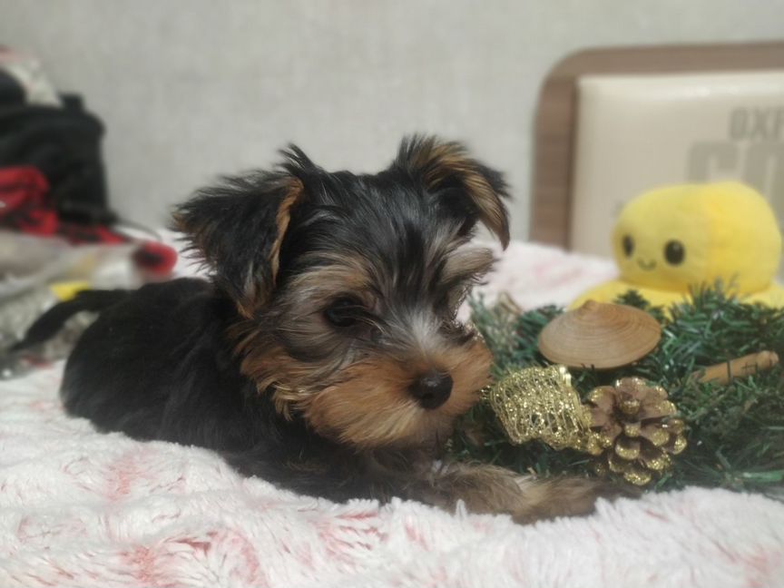 Йоркширский терьер щенки