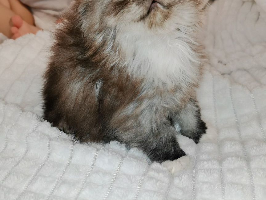 Шотландский котенок