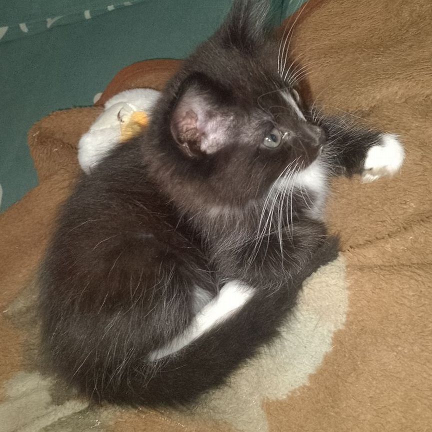 Котёнок в добрые руки