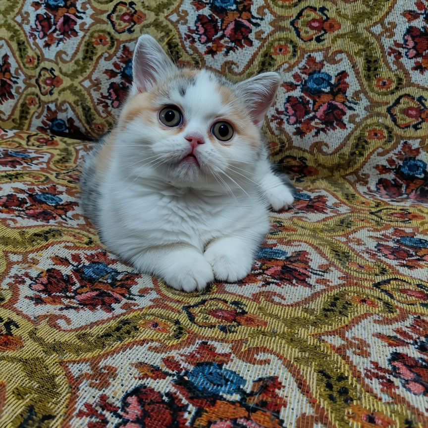 Шотландский вислоухий короткошёрстный котёнок