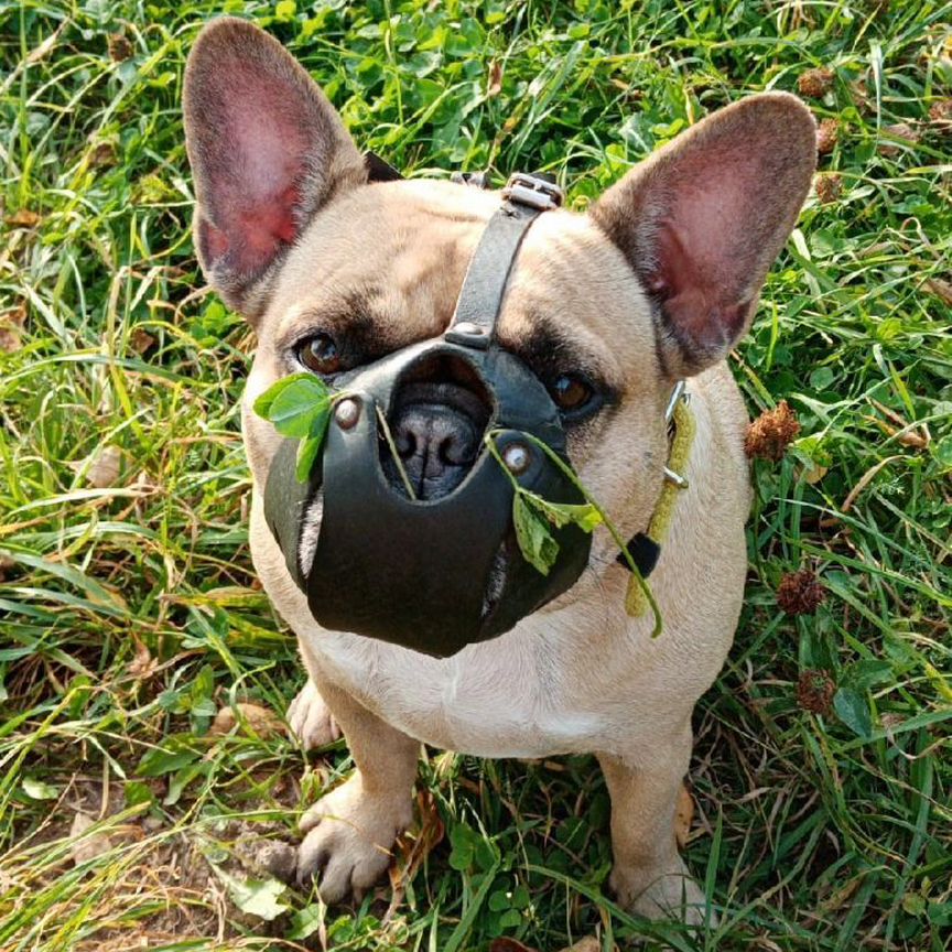 Намордник для французского бульдога