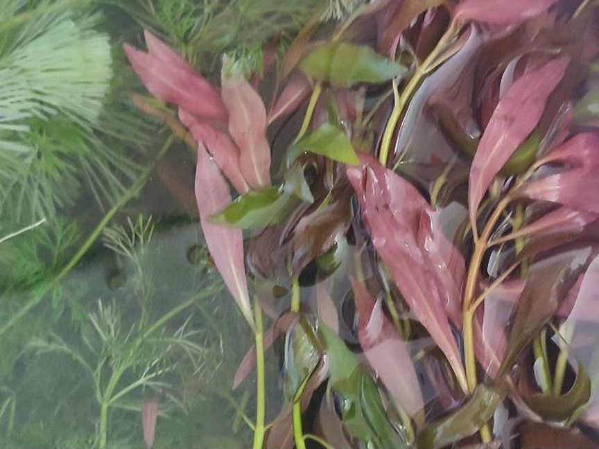 Набор аквариумных растений