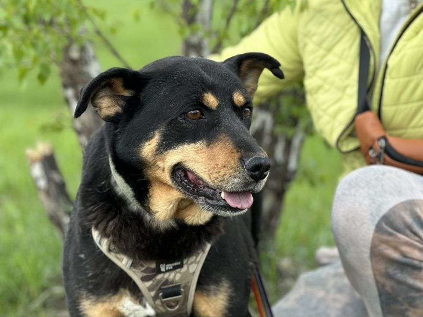 Весёлый малыш из приюта