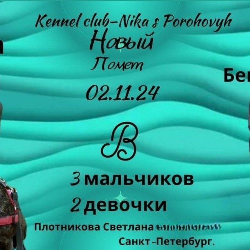 Щенки французского бульдога