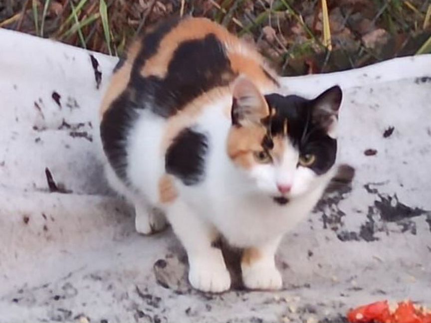 Кошки сестренки