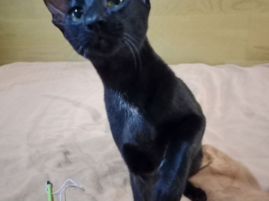 Ориентальные котята