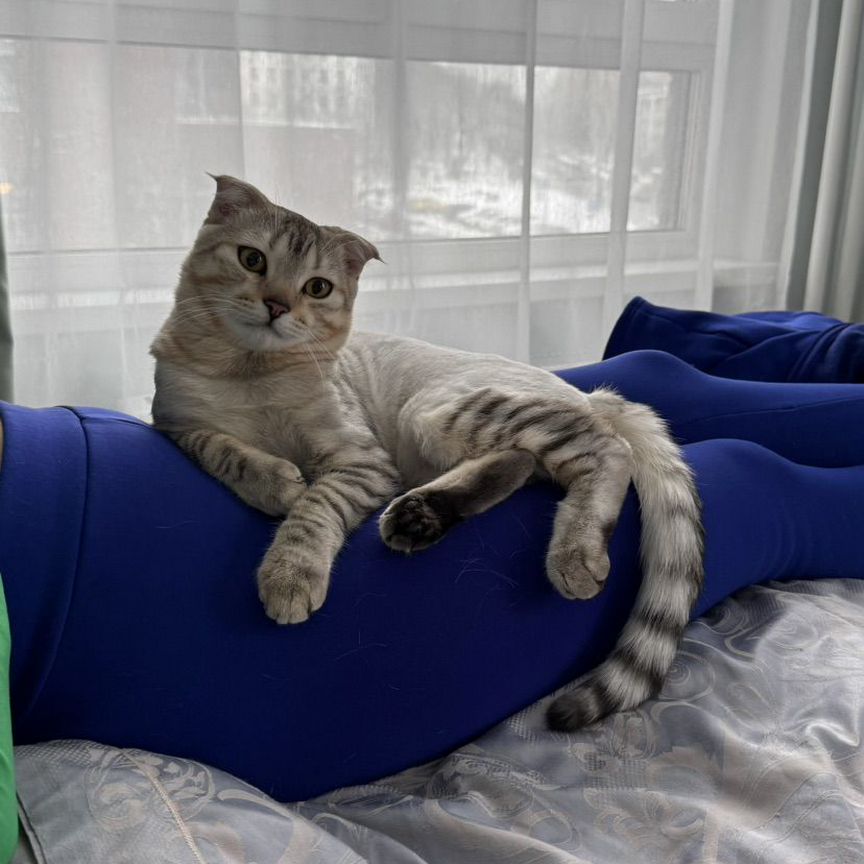 Шотландский вислоухий кот
