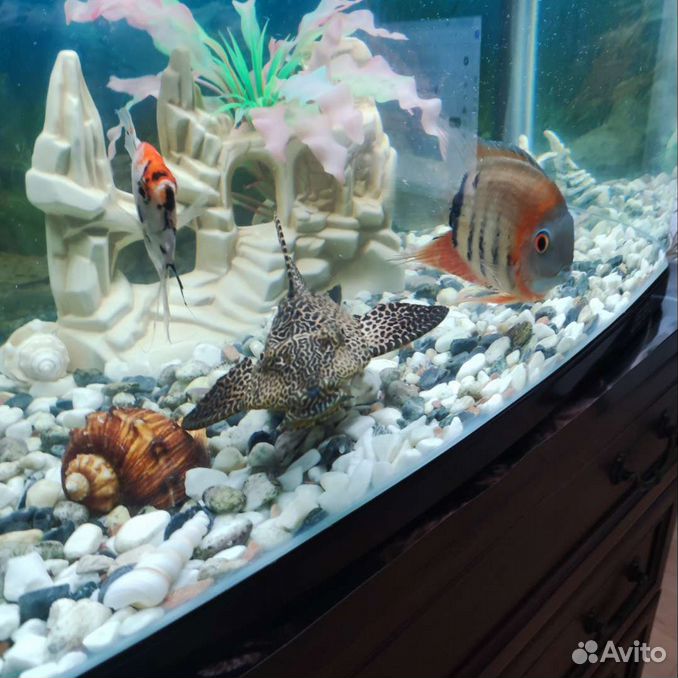 Птеригоплихт сомик