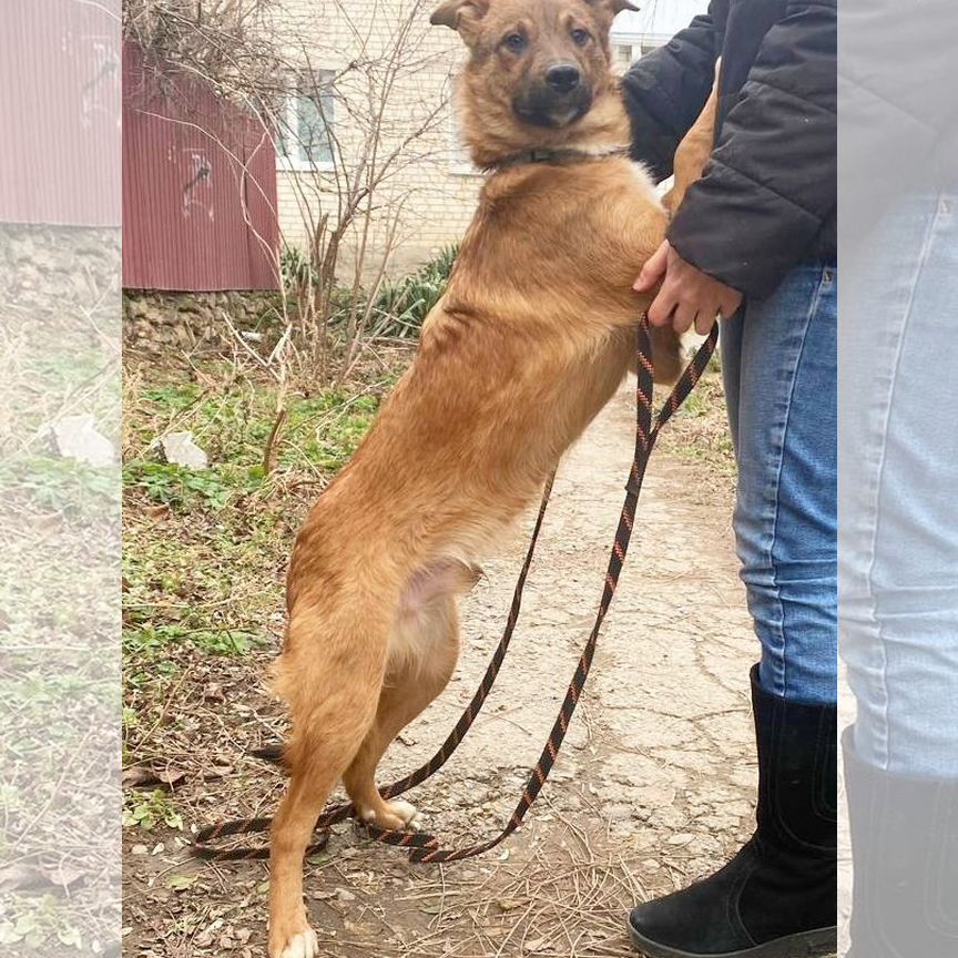 Собака в добрые руки отдам бесплатно