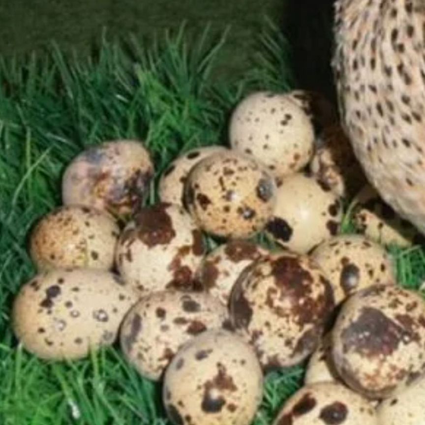 Продам яйцо перепела
