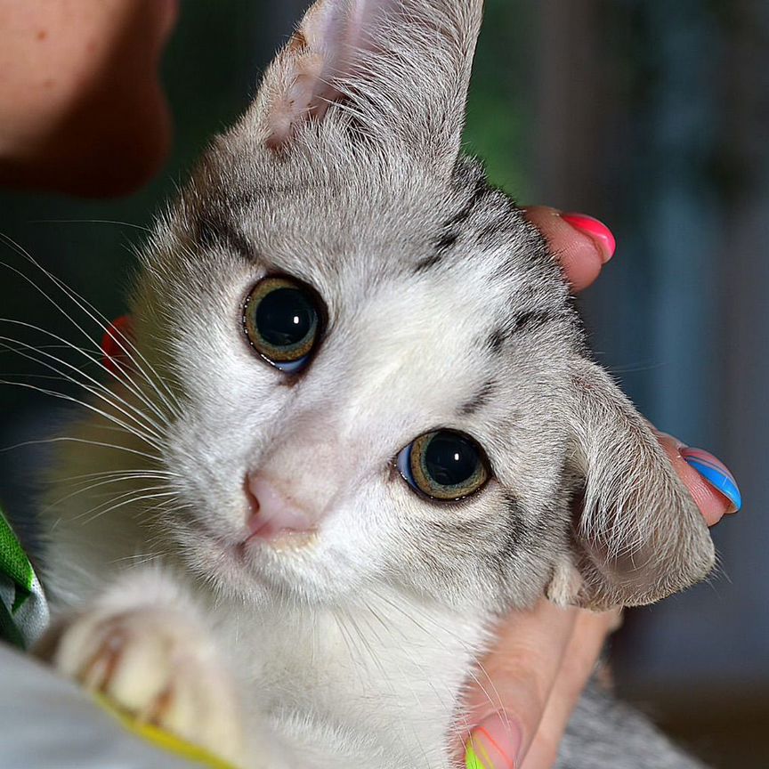 Котёнок Заинька