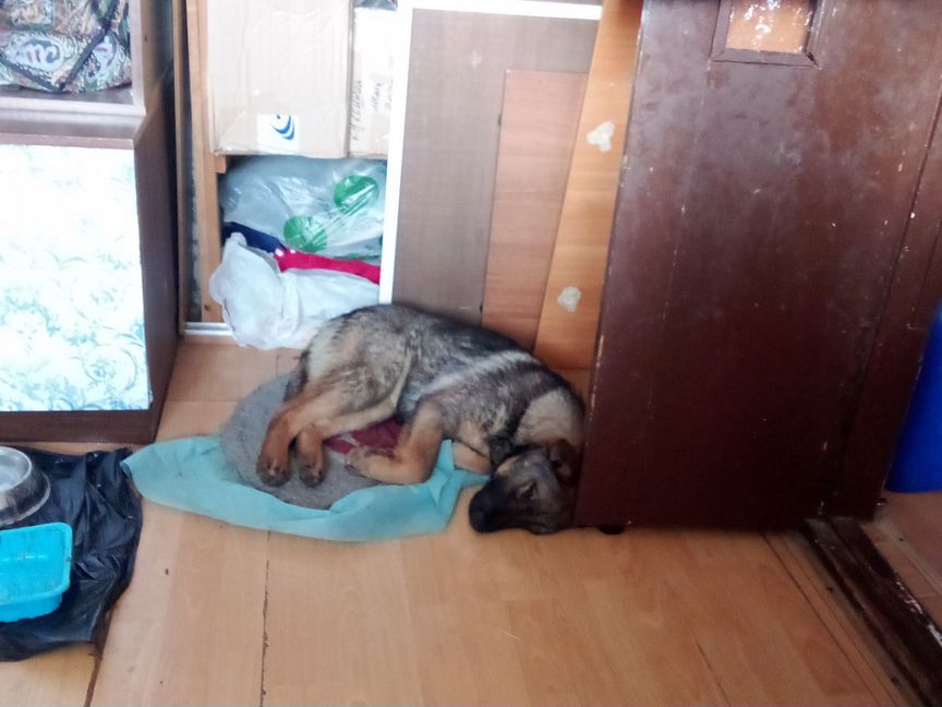 Отдам в хорошие руки собаку