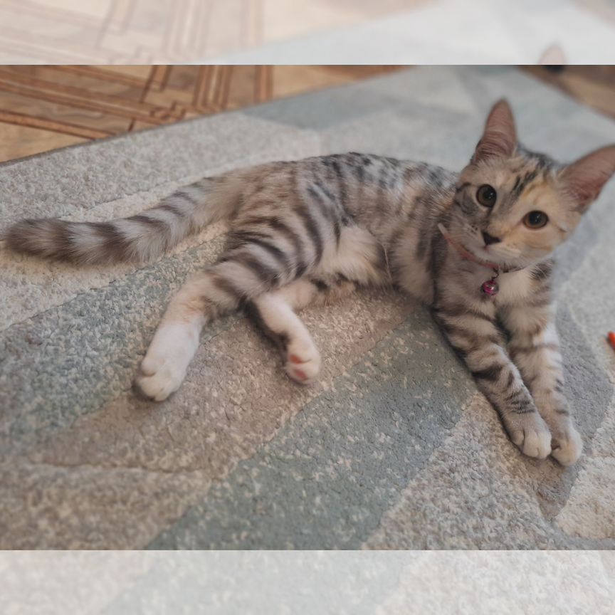 Шотландский прямоухий короткошёрстный котёнок