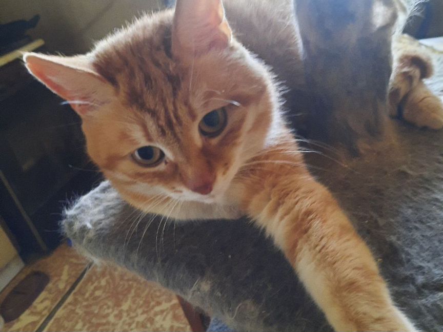 Кот Макар