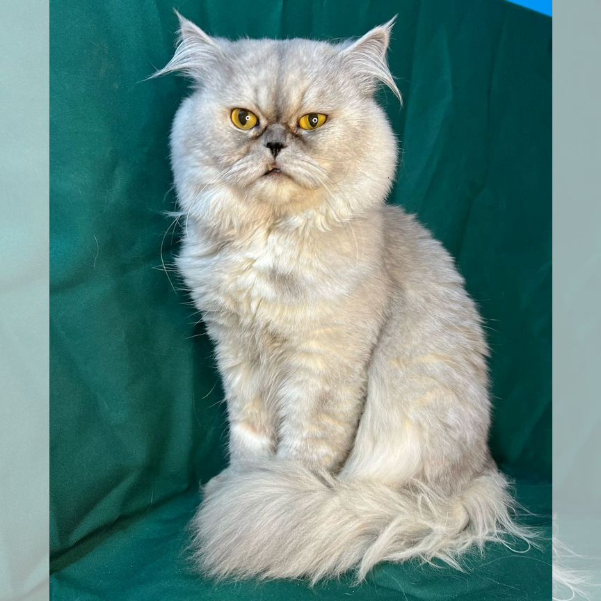 Кот породистый в добрые руки