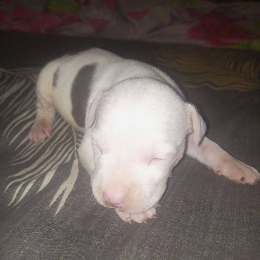 Американский стаффордширский терьер