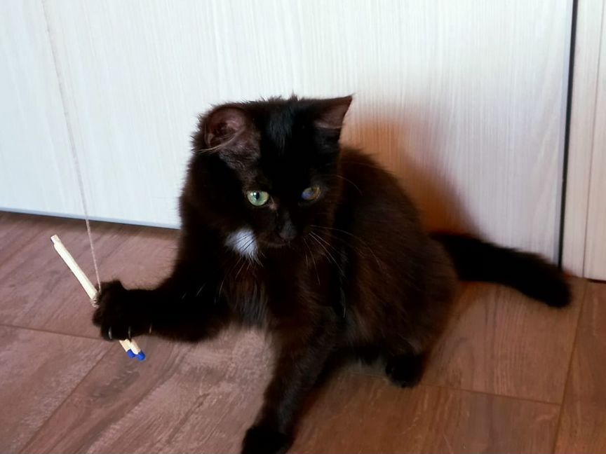 Котята в добрые руки бесплатно